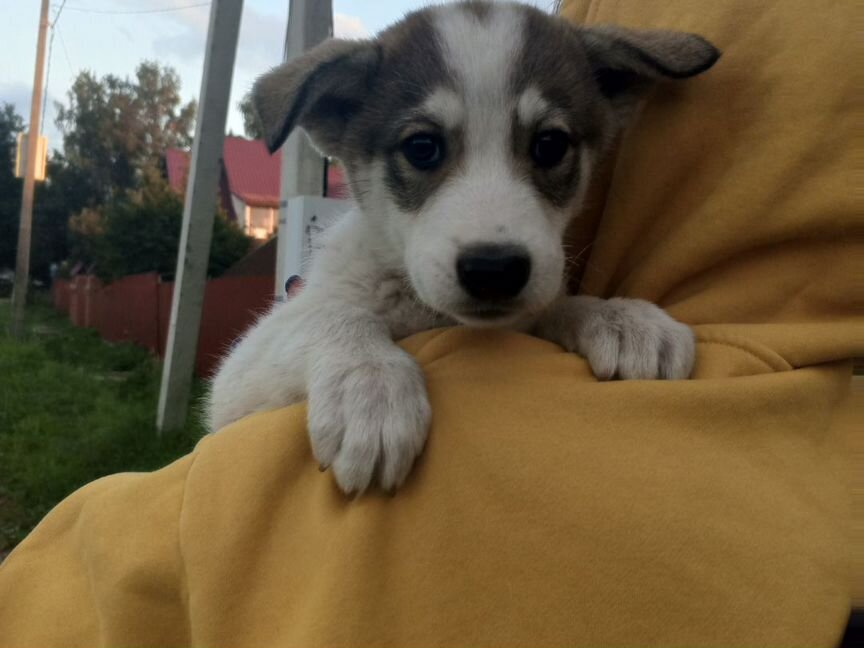 Щенок в добрые руки бесплатно
