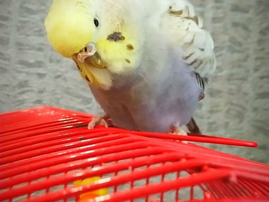 Попугай девочка