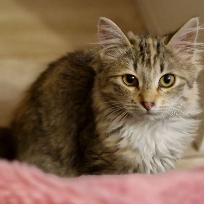 Котёнок в добрые руки