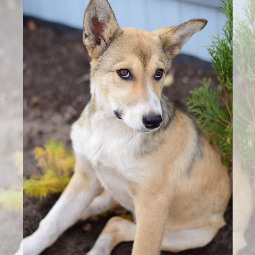 Рыжий щенок мальчик 5 мес