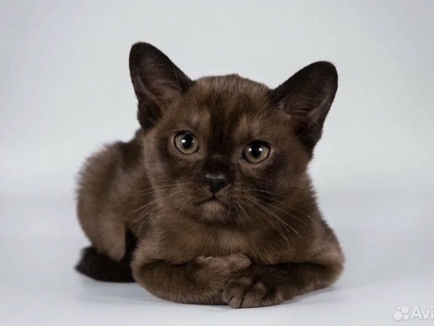 Бурманские котята