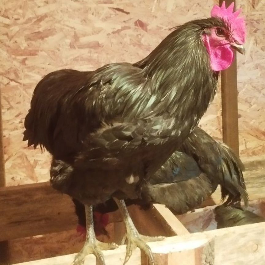 Молодые петухи