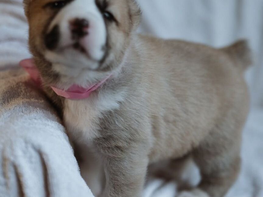 Среднеазиатская овчарка