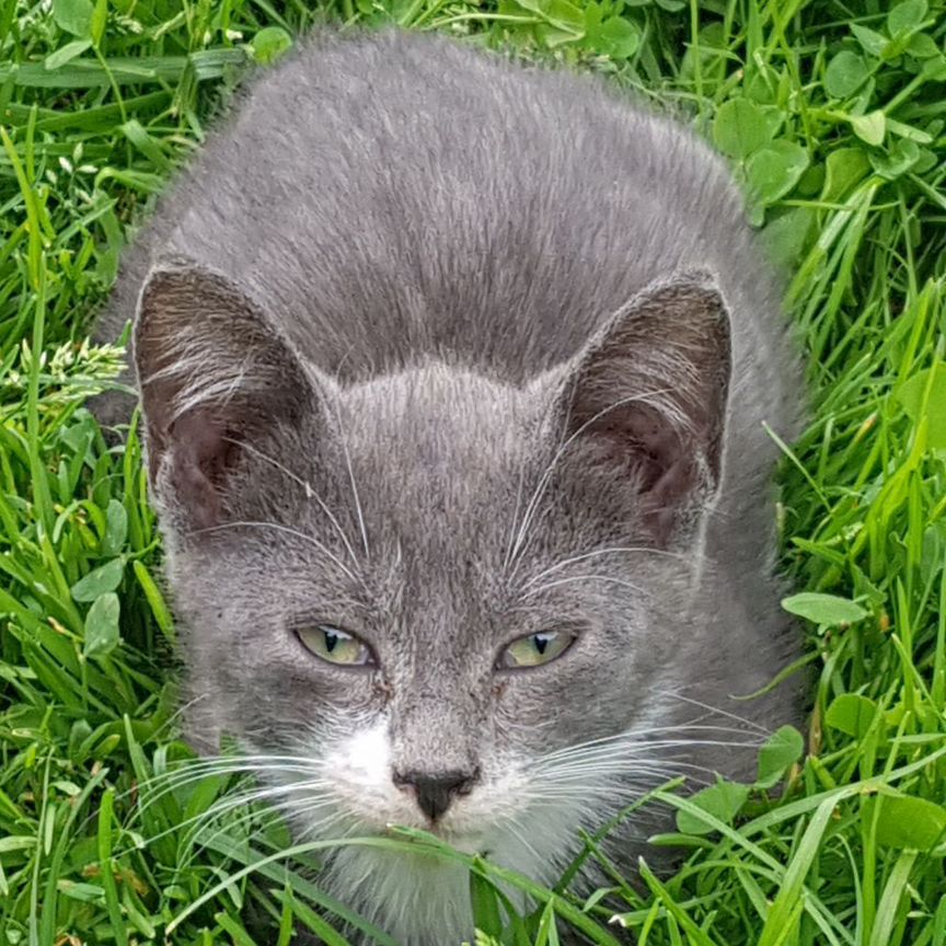 Котенок