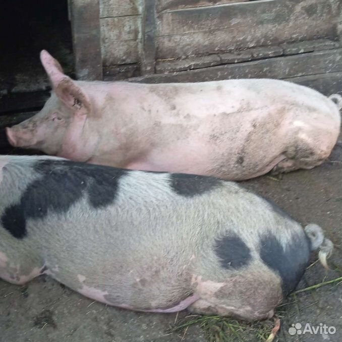 Поросенок ландрас