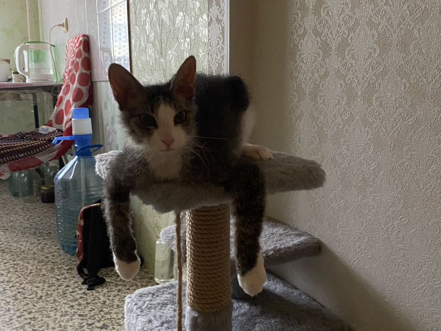 Донской сфинкс вязка девочка