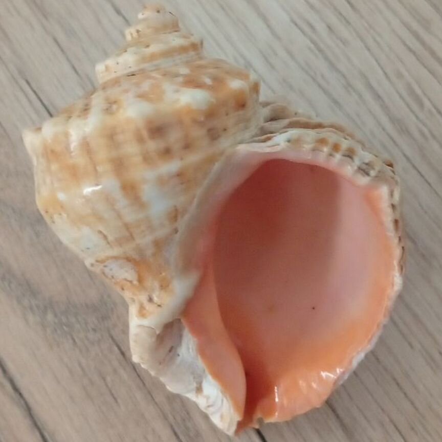 Морская ракушка