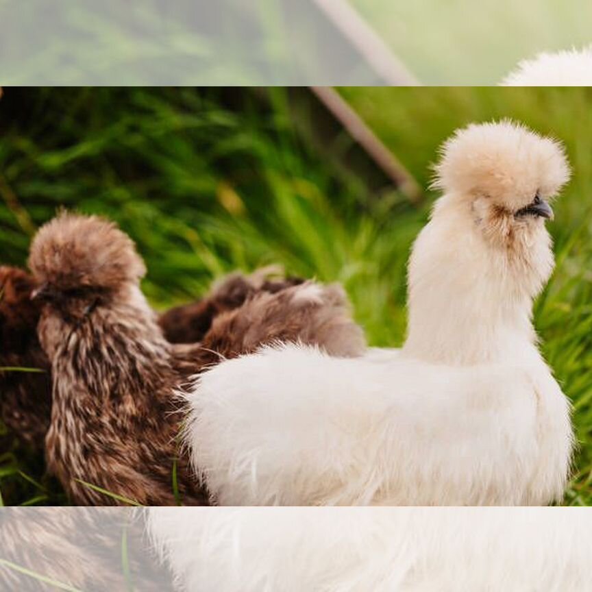 Китайские шёлковые курицы, Ухейилюй