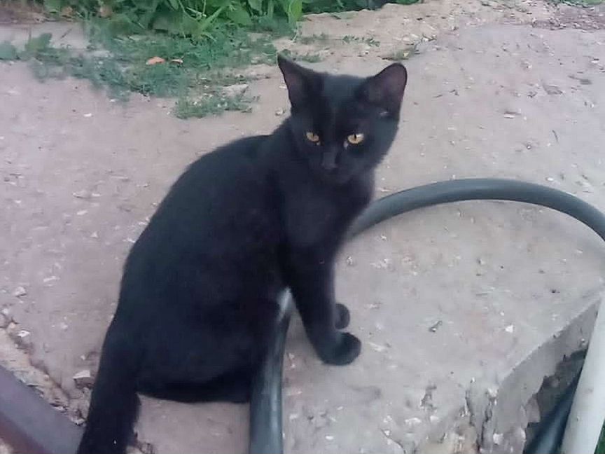 Кошка кошечка котята