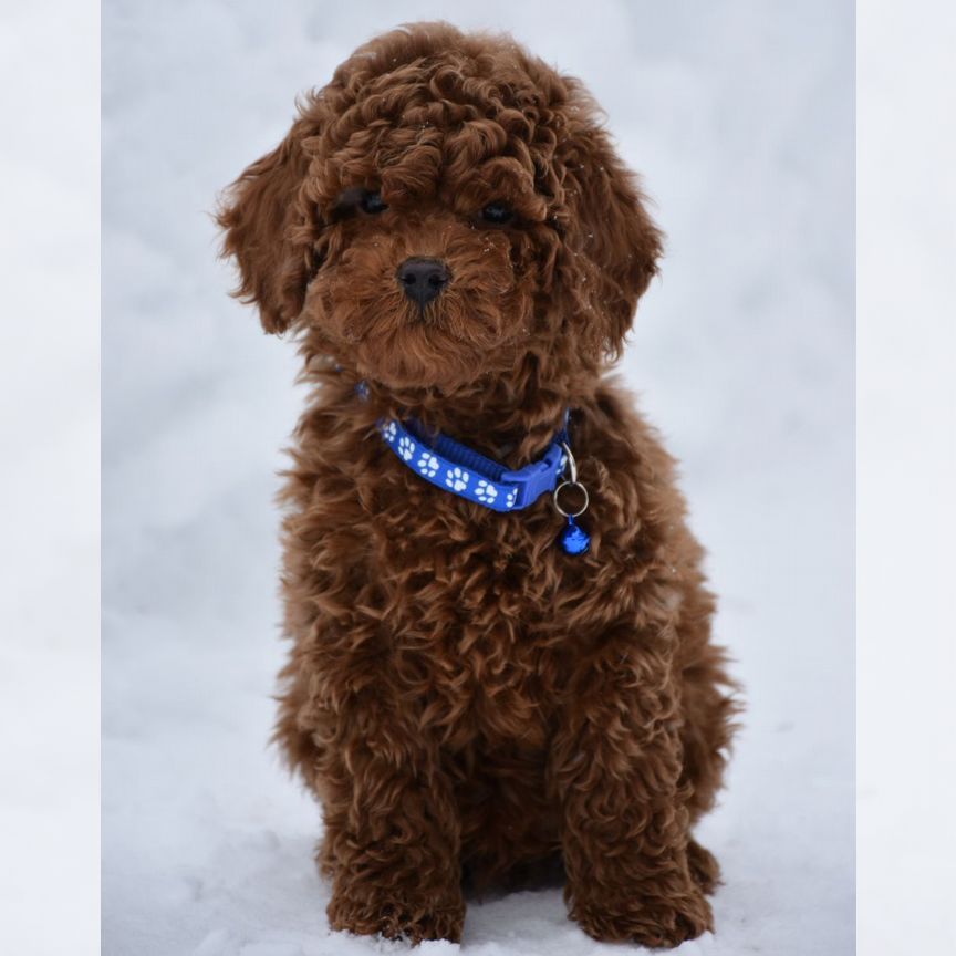 Той-пудель, щенок