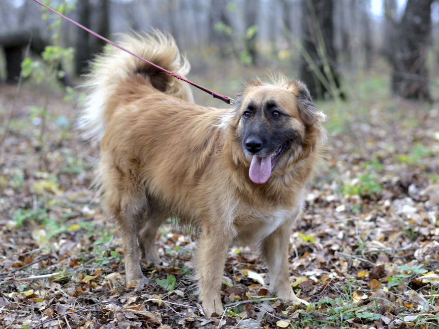 Собака в добрые руки