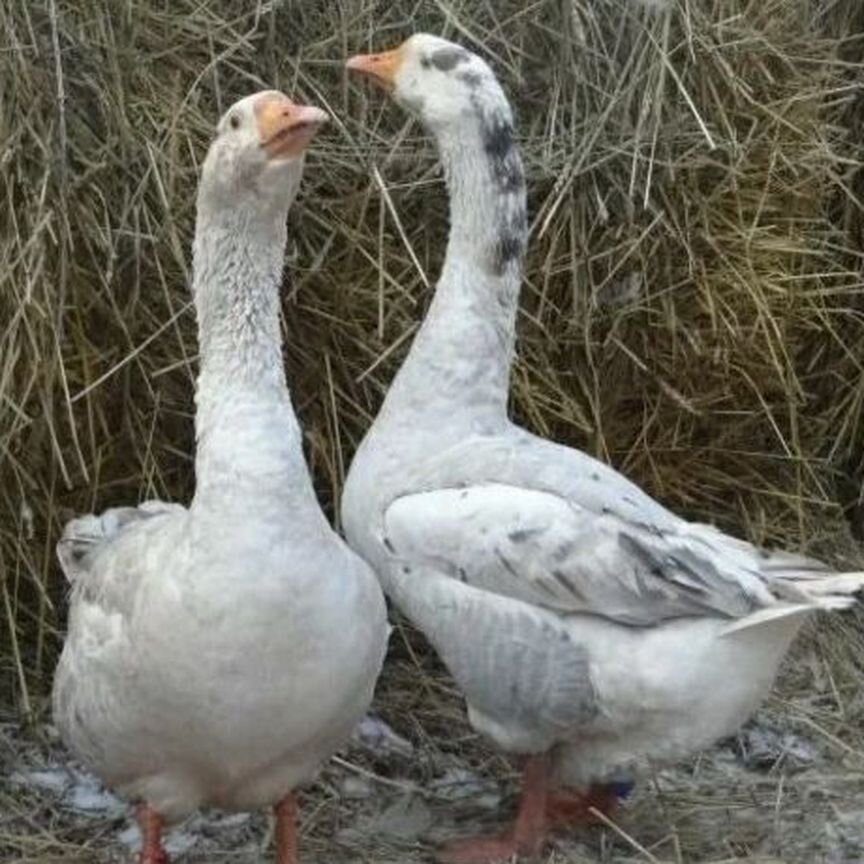 Гуси