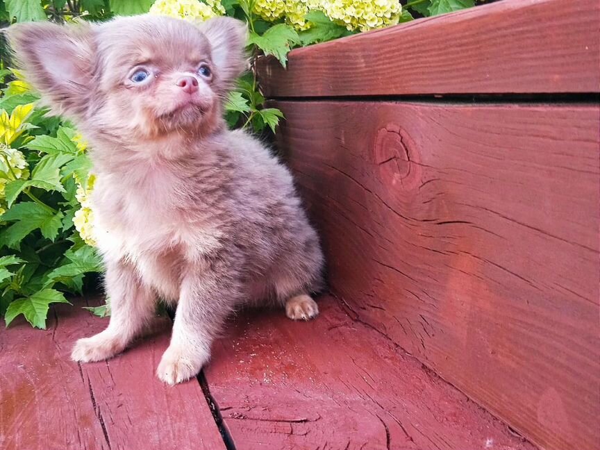 Лиловый красавчик