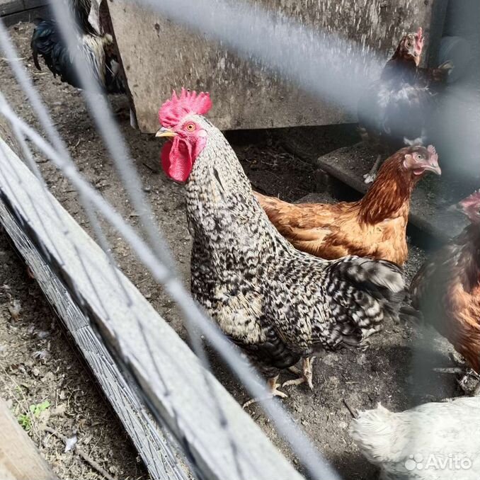 Петух молодой