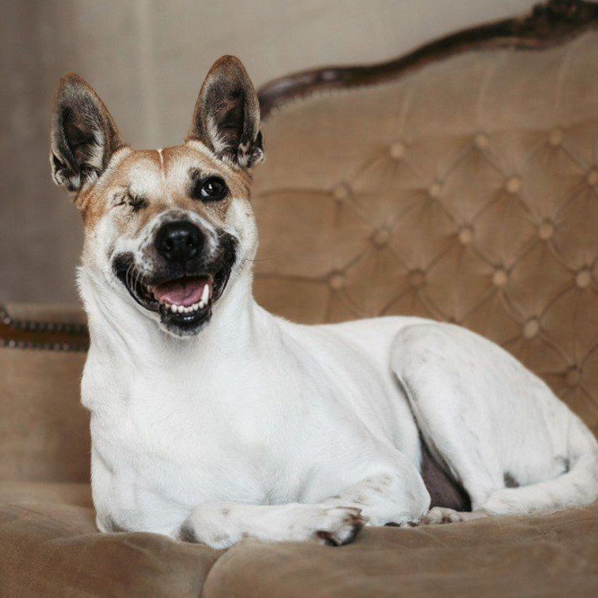 Взрослая собака в добрые руки