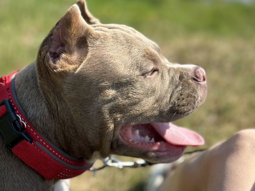 Американский булли покет девочка