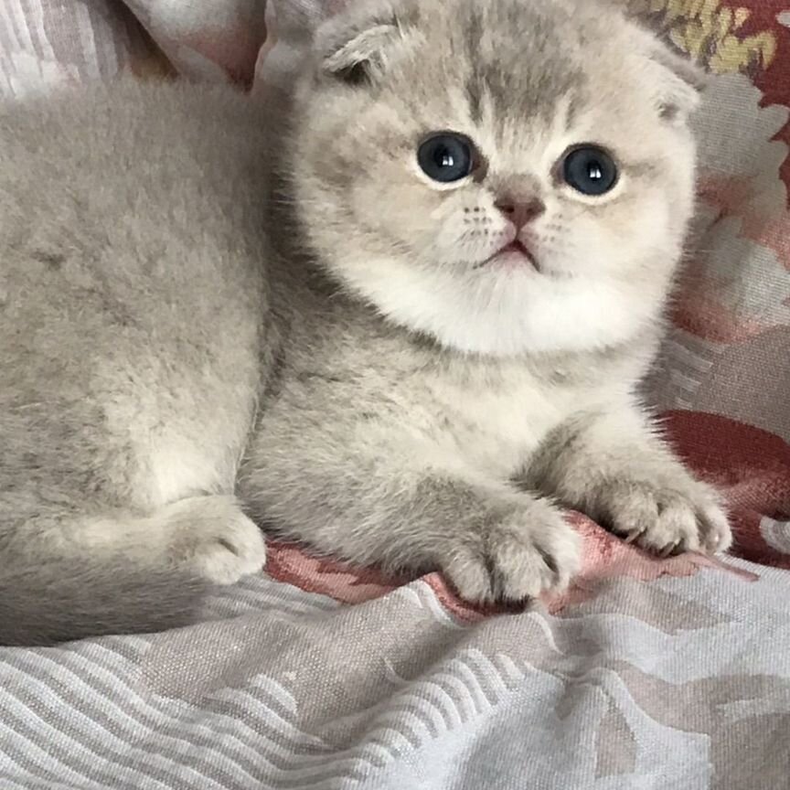 Плюшевая вислошка