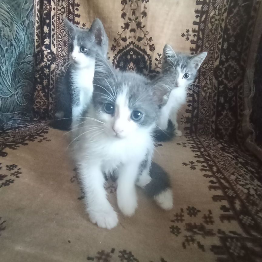 Котята