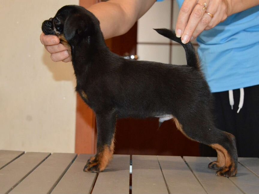 Пти брабансон мальчик и девочка