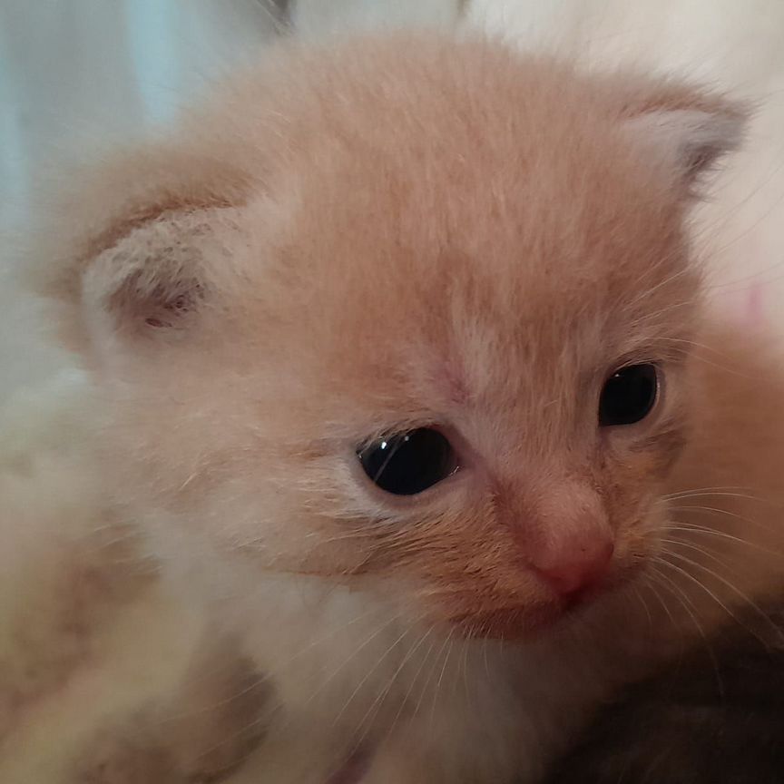 Котята в добрые руки бесплатно