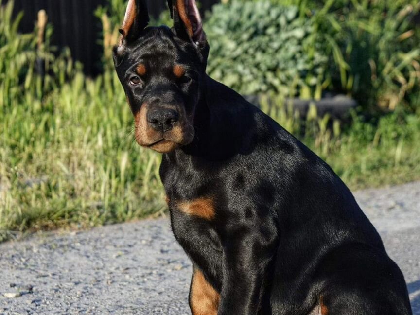 Щенки добермана