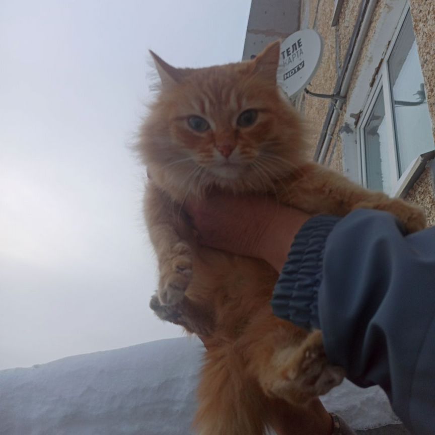 Ищет дом кот/ кошечка