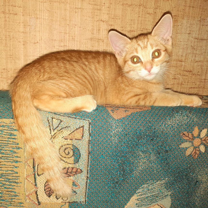 Котята