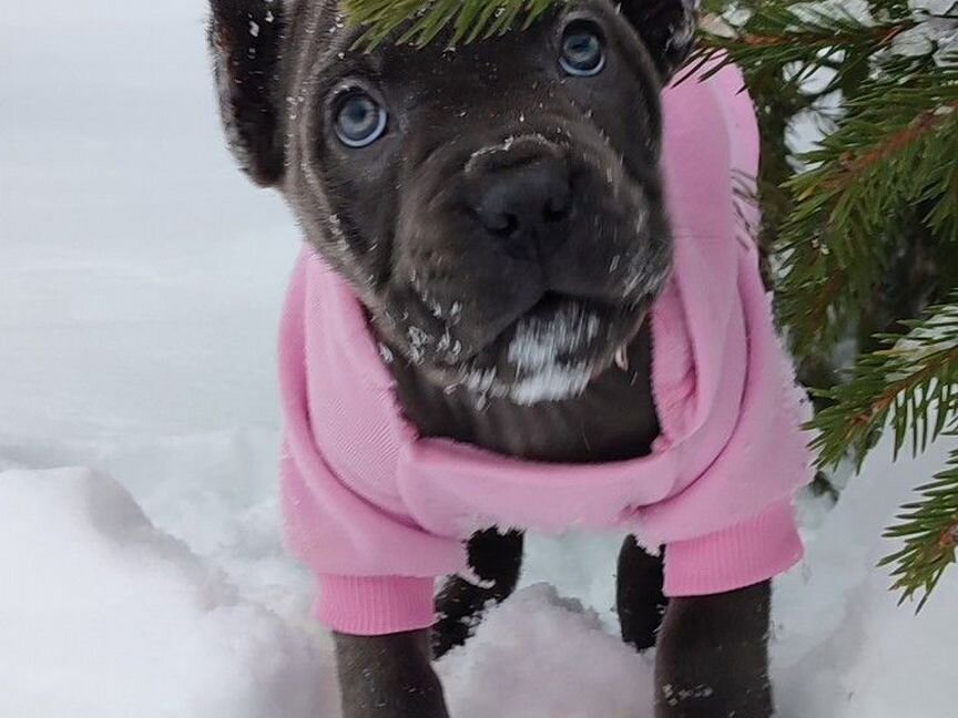 Корсо Девченка Кане Корсо