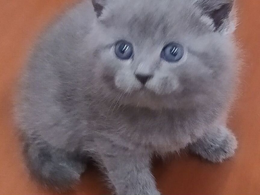 Британские котята