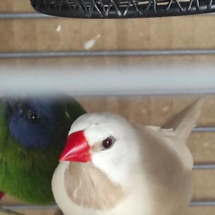 Острохвосты. Цена за пару. Продажа только парой