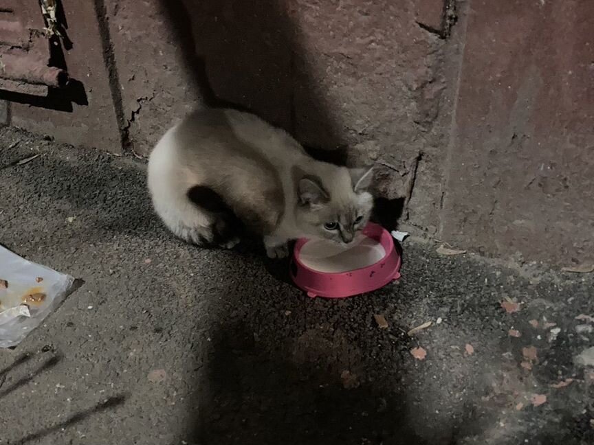 Котёнок ищет дом