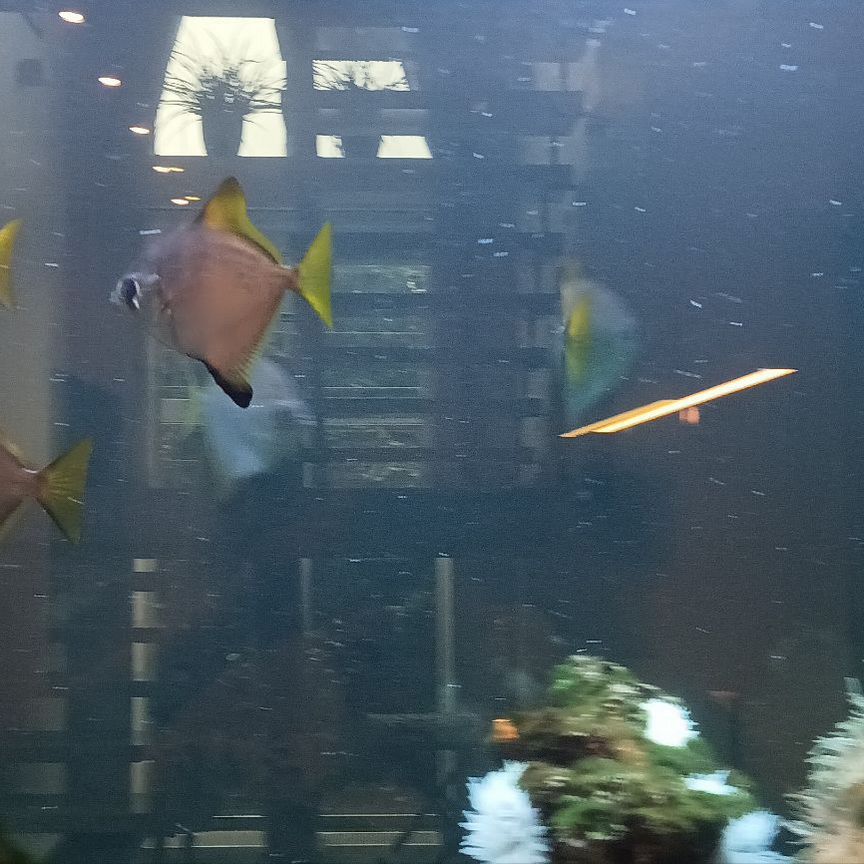 Морские рыбки(Монодактилы)