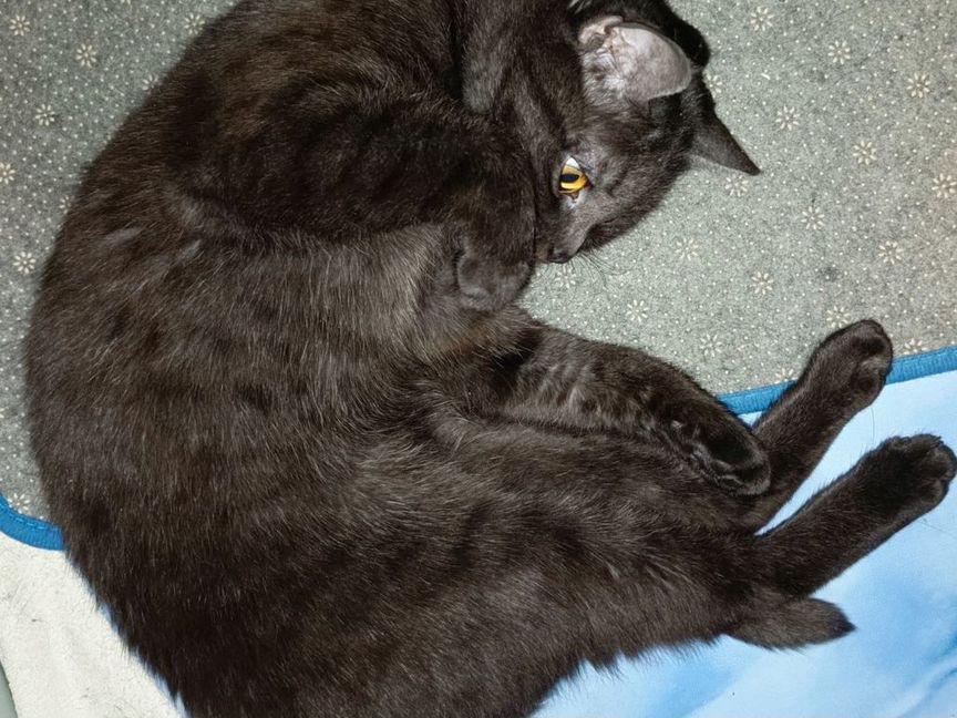 Шотландская прямоухая кошка