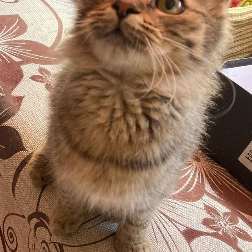 Котенок 4мес