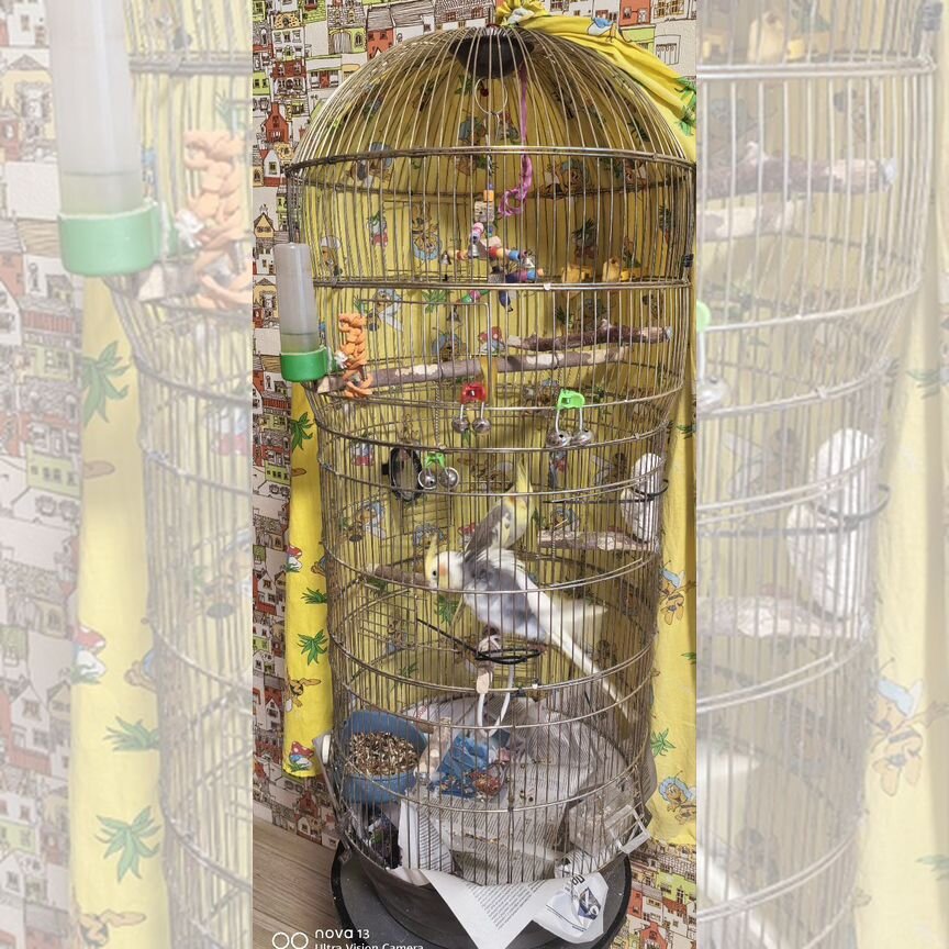 Попугай корелла с клеткой