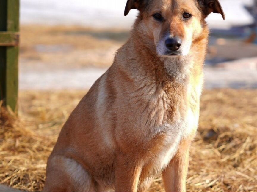 Собака Мандаринка в хорошую семью бесплатно