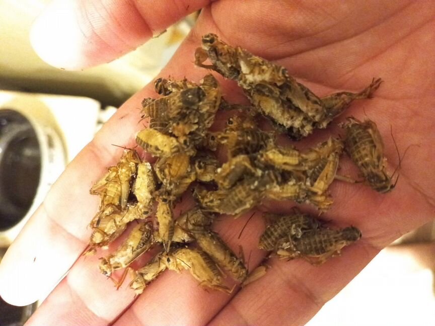 Замороженные сверчки для стрижей