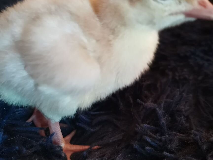 Цыплята суточные индейки