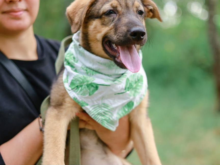 Миленькая собачья девочка из приюта ждёт родителей