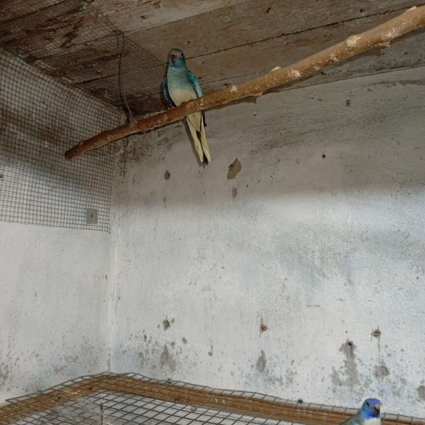 Глянцевый попугай