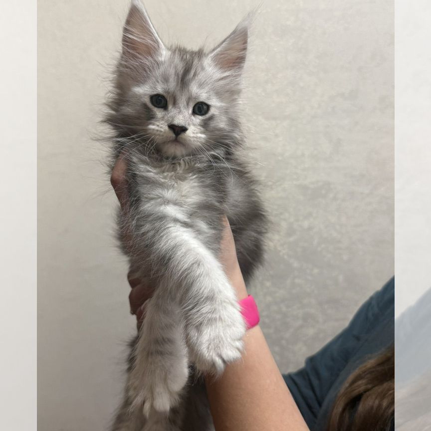 Мейн-кун котёнок