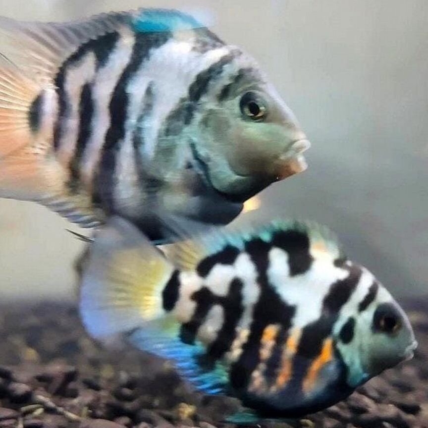 Попугай рыбки