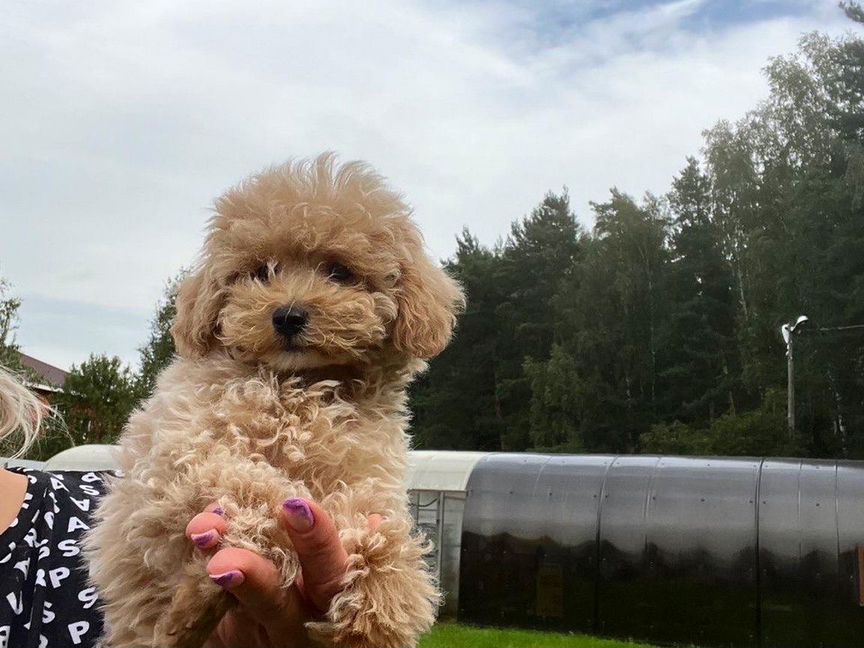 Мальтипу ф2