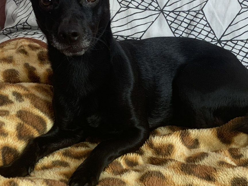 Вязка,Английский Той-Терьер