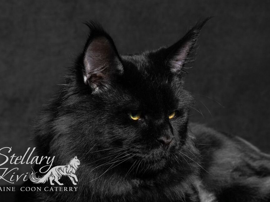 Котята Мейн-кун