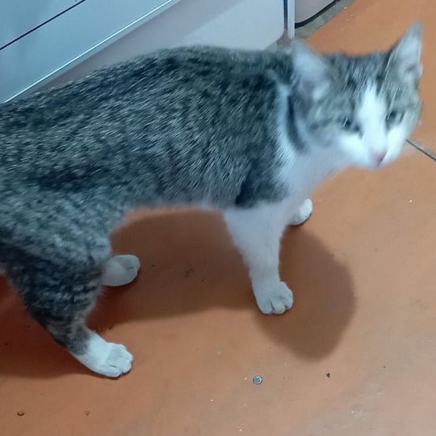 Отдам бесплатно