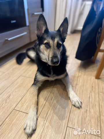 Овчаристая собака