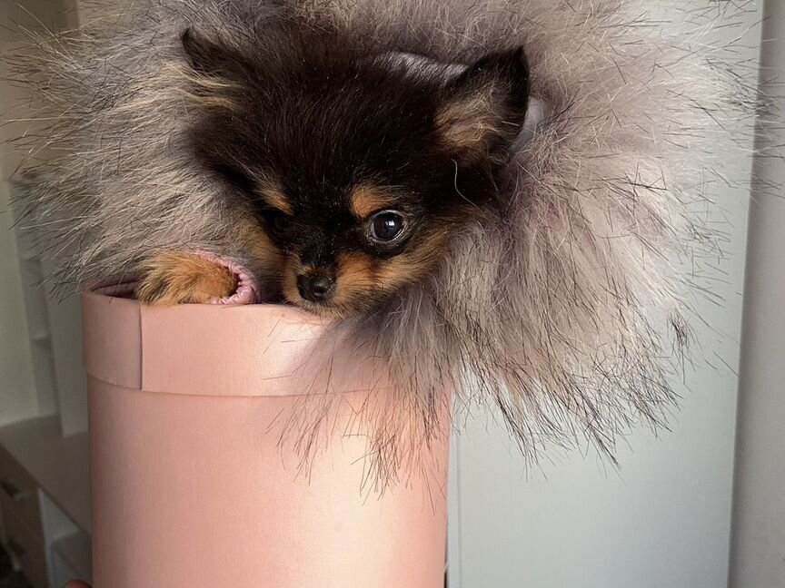 Шпиц (пырзик)в линьке мини мальчик