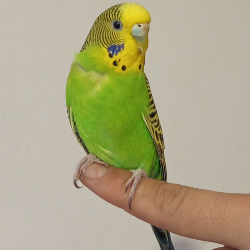 Волнистый попугай с клеткой