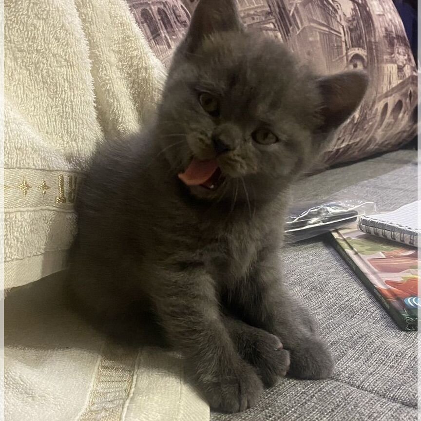 Британский котенок прямоухая